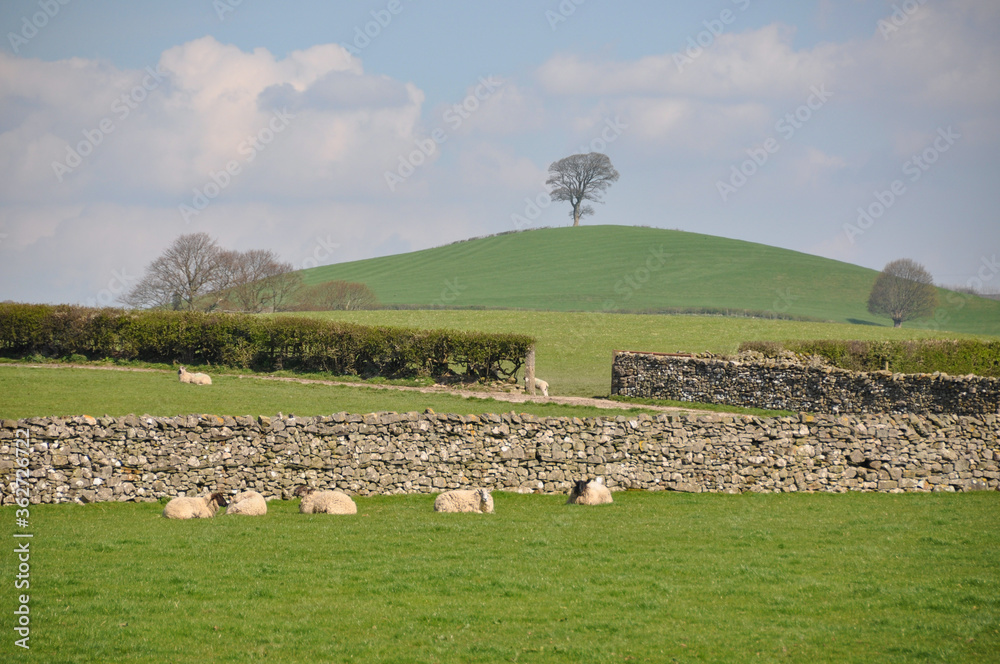 sheep in field with dry stone walls and lonely tree on top of distant ...