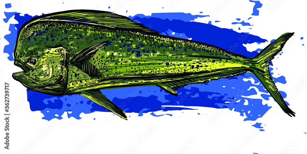 The vector illustration of the ocean fish Mahi-mahi Stock Vector ...
