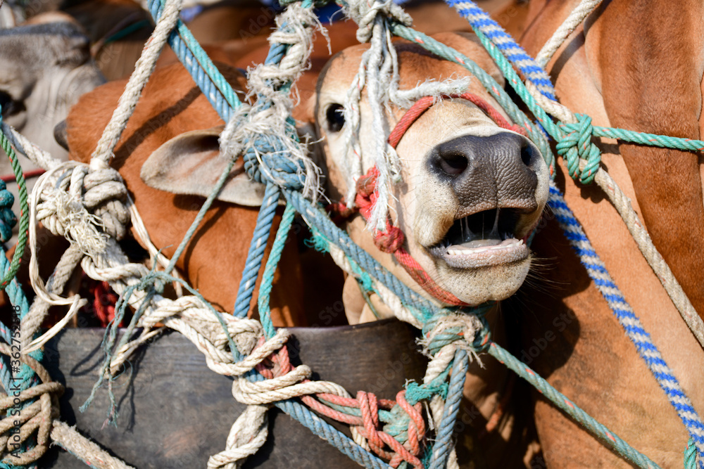 Truck Transport Beef Cattle Cow livestock.Cattle on a cattle ...