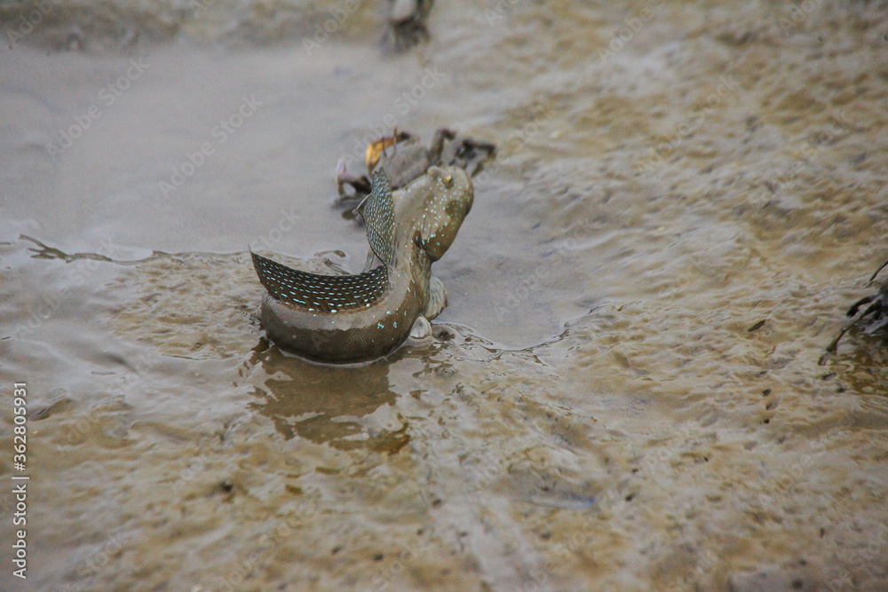 Mudskipper is jumping for display. Stock Photo | Adobe Stock