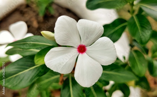 Teresita Flowers In English | Best Flower Site