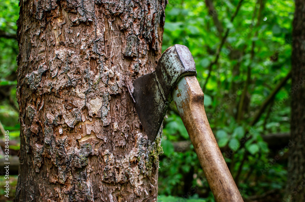 Foto Stock Old axe thrust into the trunk of a tree in the forest ...