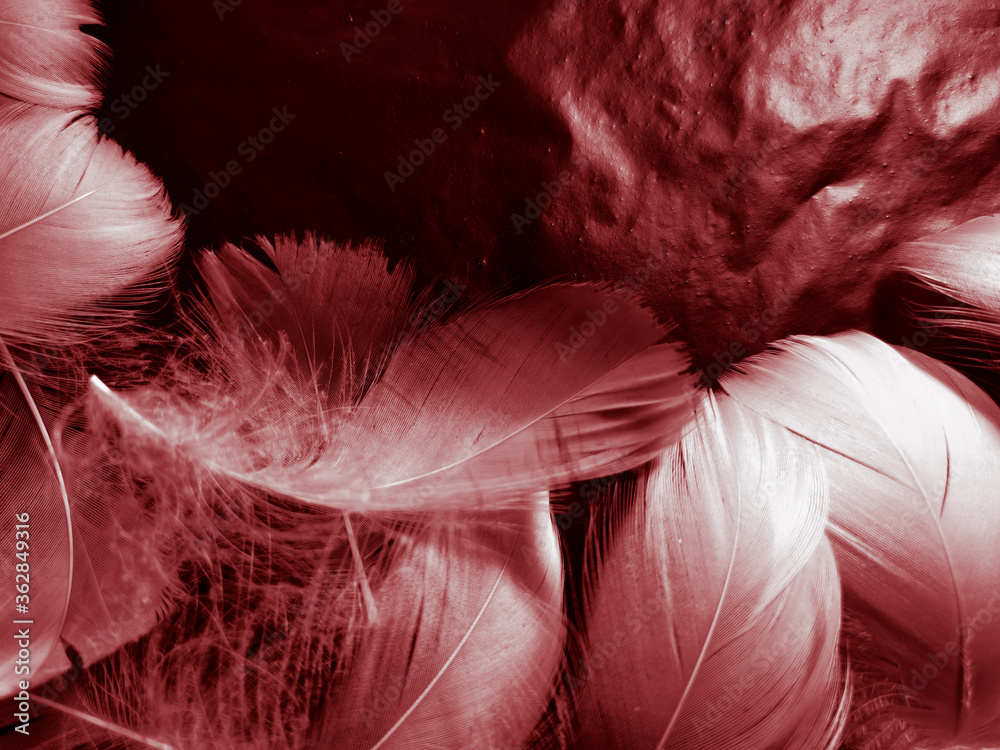 Beautiful abstract white and red feathers on black background and soft ...
