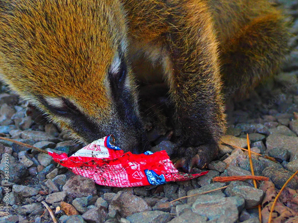 Wild Baby Coati Eating Plastic Trash In The Rainforest Iguazu Falls