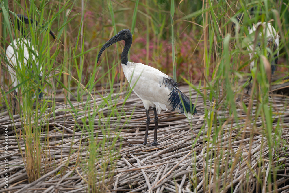 Ibis sacré,.Threskiornis aethiopicus, African Sacred Ibis Stock Photo ...