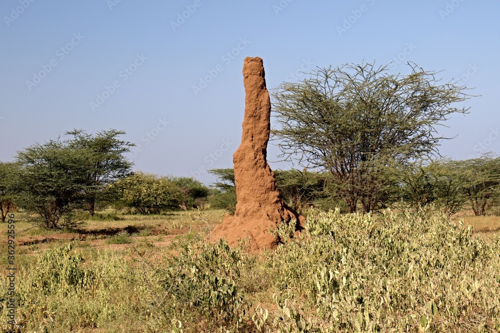 Termite Mound Africa