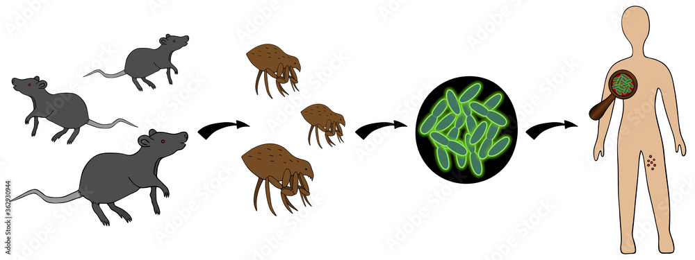 Bubonic plague. The scheme of infection with the plague bacterium: rat ...