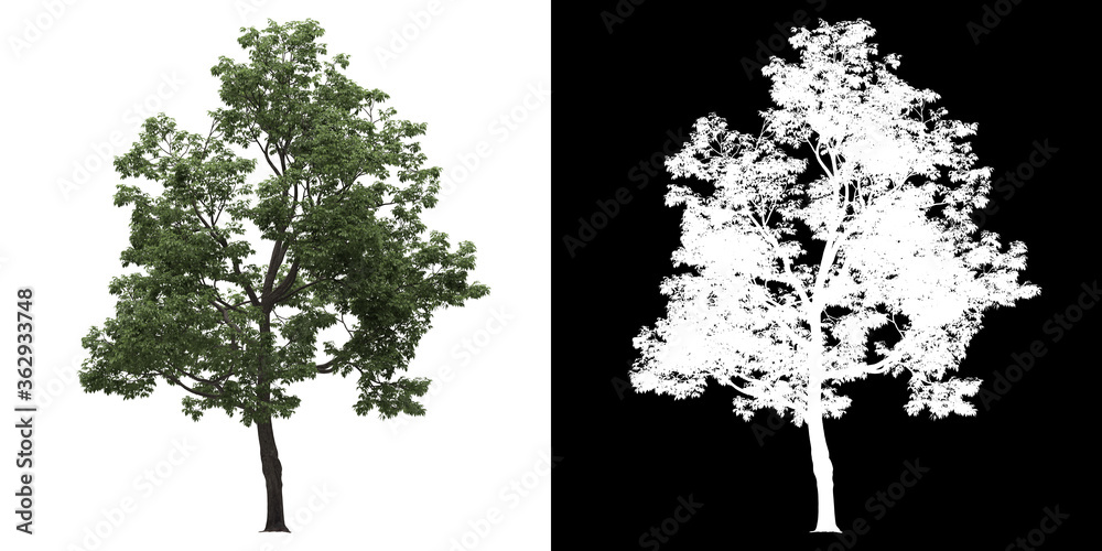 Left view of tree (Generic) png with alpha channel to cutout 3D ...