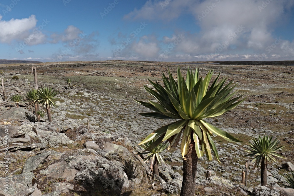 Giant Lobelia forest on 4000 m high Sanetti Plateau in Bale Mountains ...