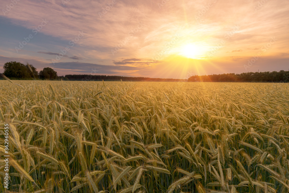 Rye field under beautiful summer sunset sky with clouds. Rural ...