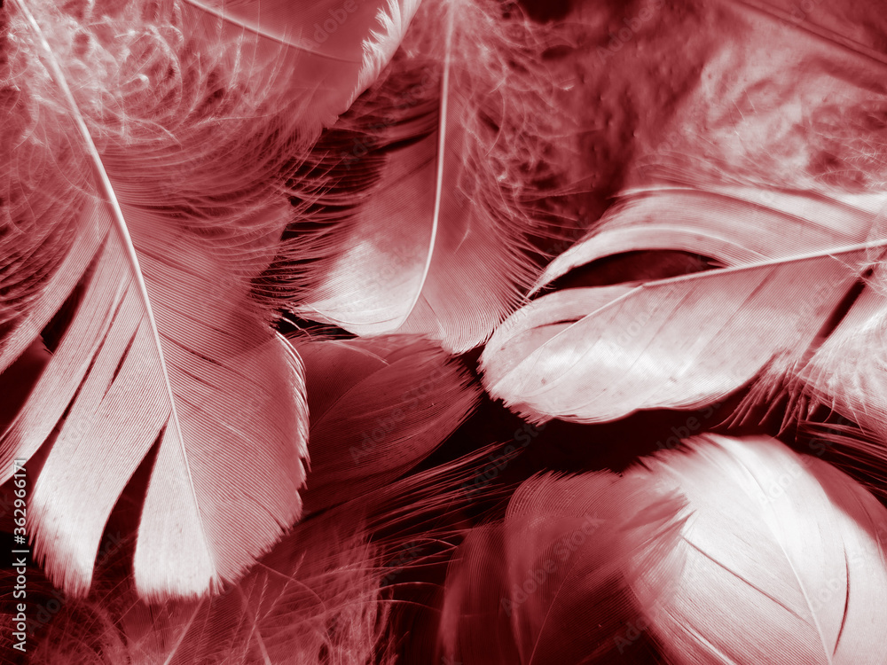 Beautiful abstract white and red feathers on black background and soft ...