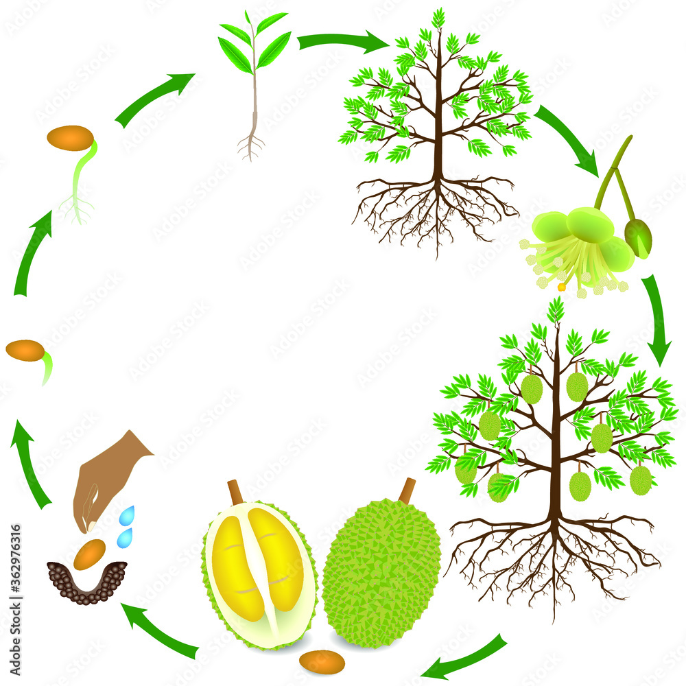 Cycle of growth of a durian tree on a white background. Stock Vector ...
