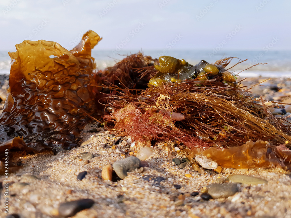 Brown seaweeds washed up on the beach, with the Irish Sea visible in ...