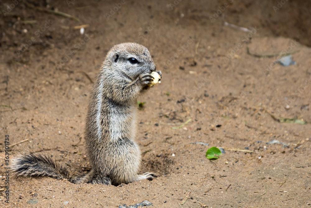 Gopher Food