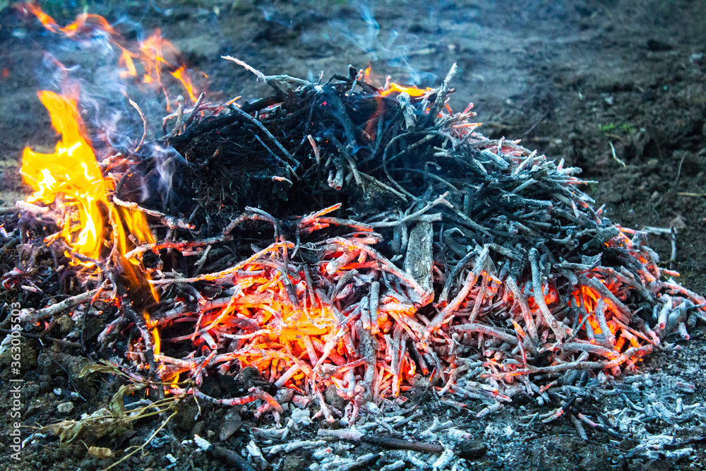 Backdrop of the fire flame and ashes. Bonfire fire texture on wild ...