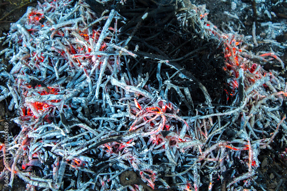 Backdrop of the fire flame and ashes. Bonfire fire texture on wild ...