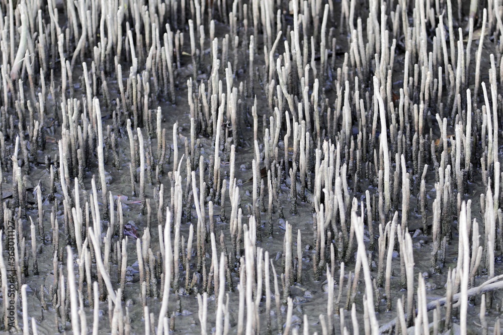 Pneumatophore roots of black mangrove shrubs, Avicennia germinans Stock ...