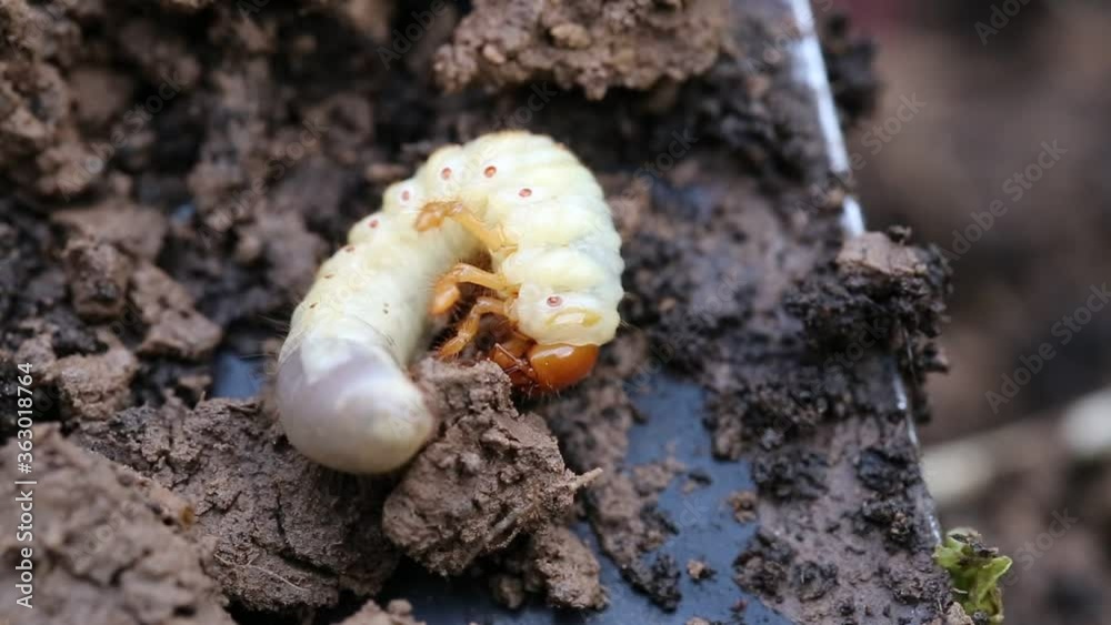 Close up of white grubs burrowing into the soil. The larva of a chafer ...