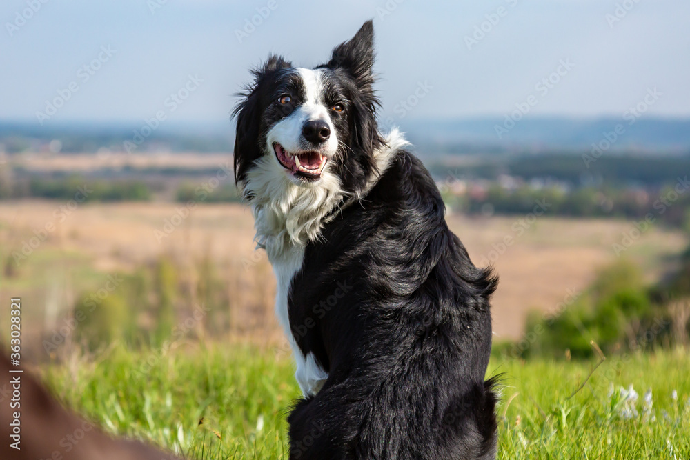 Black and white border collie dog sitting with his back turning to the ...
