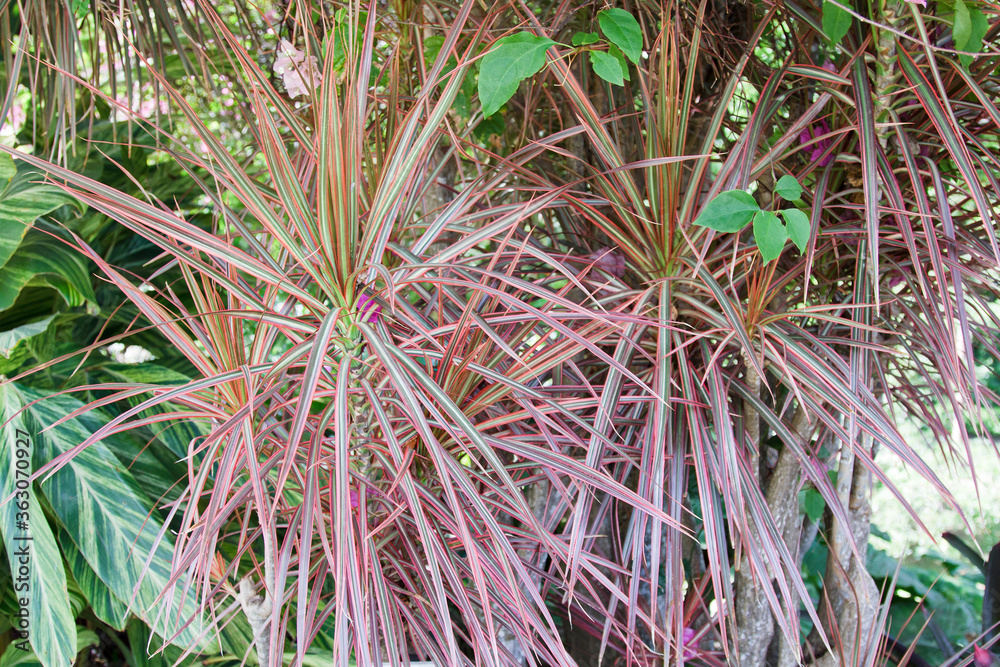 Close up of beautiful, variegated leaves of the Dracaena marginata ...