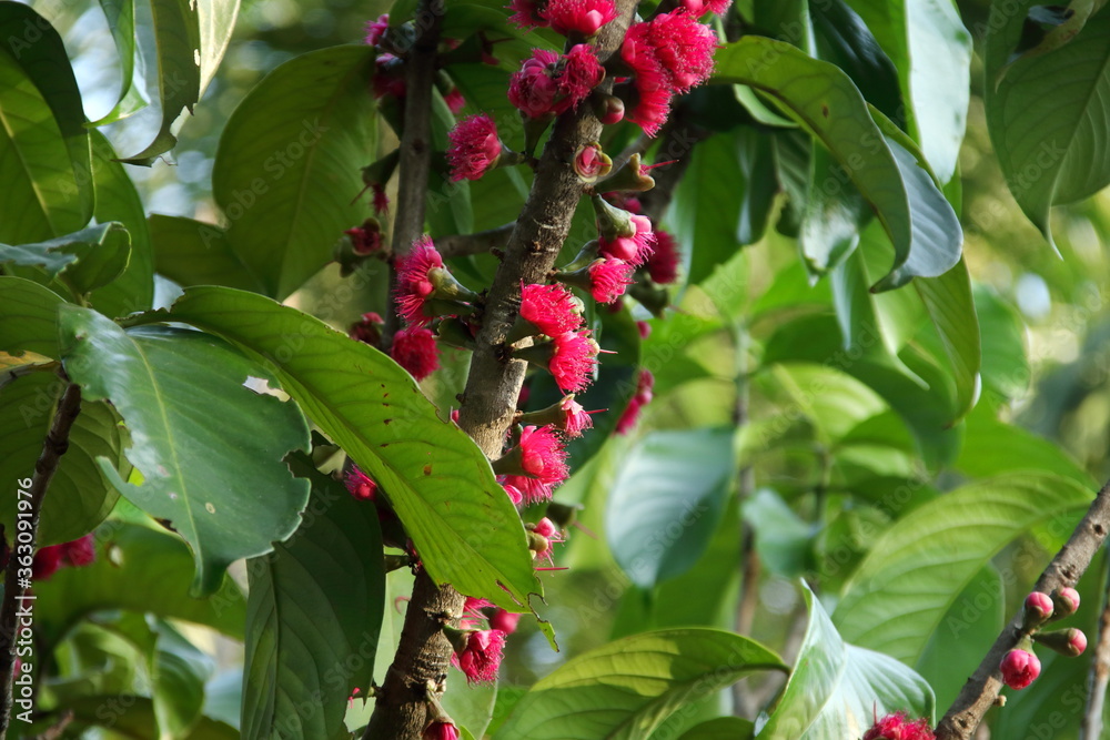 Pink Malay apple or Syzygium malaccense flowers blooming on branch and ...