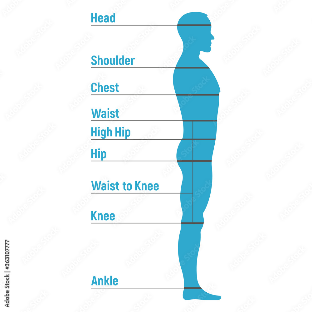Vetor de Male size chart anatomy human character, people dummy front ...