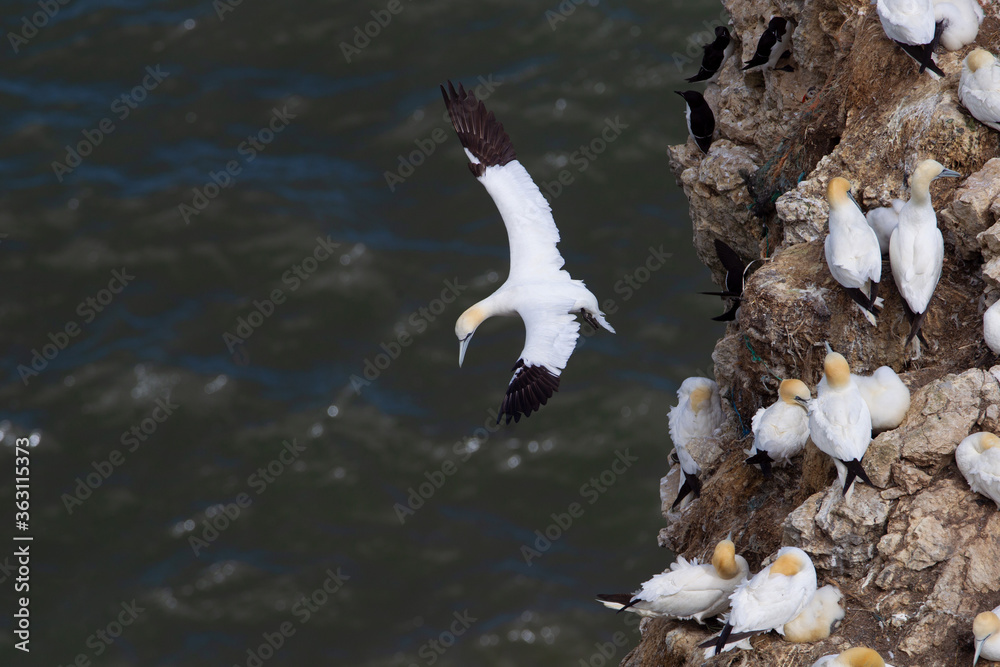 Gannet in flight on Scale Nab part of Bempton Cliffs, which shows the ...