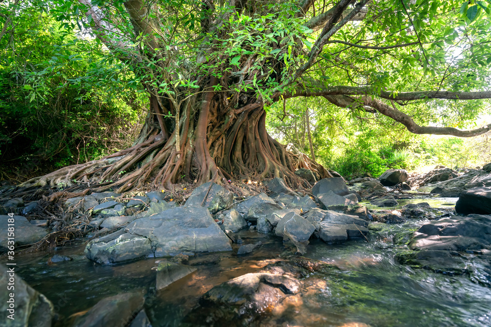 Ancient Ficus bengalensis grows by stream in a tropical forest. The ...