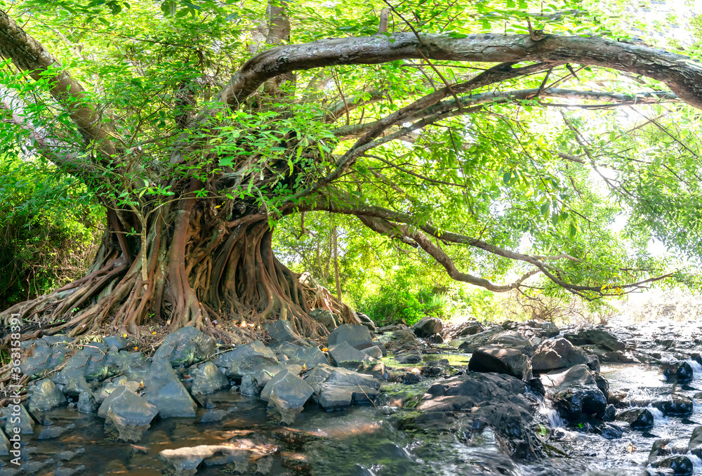 Ancient Ficus bengalensis grows by stream in a tropical forest. The ...
