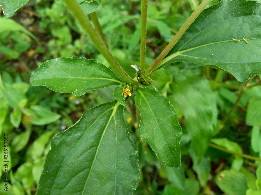 Node weed (also known Synedrella nodiflora, synderella weed) with a ...