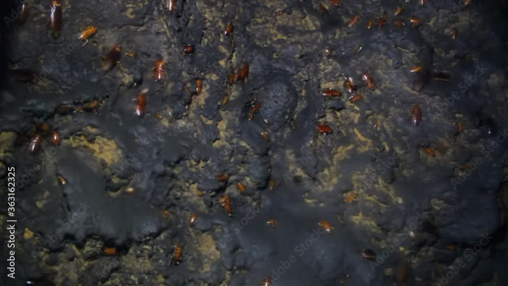 Vidéo Stock Settlement of giant cockroaches in a cave next to a colony ...
