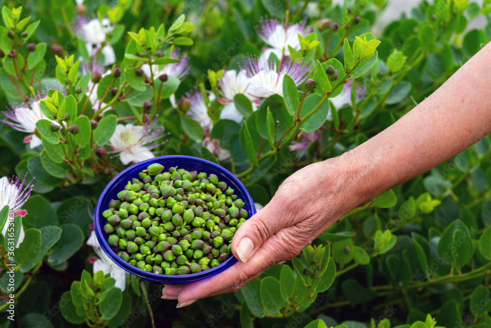 capperi, capperi verdi, capperi fresci, fiori di capperi,pianta, pianta ...
