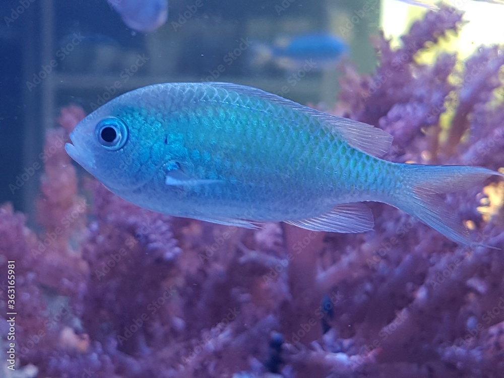 The Blue-green chromis on the aquarium Stock Photo | Adobe Stock