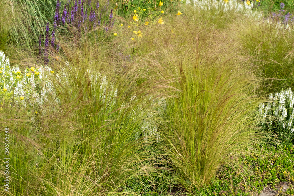 Nasella tenuissima Zartes Federgras Stock Photo | Adobe Stock