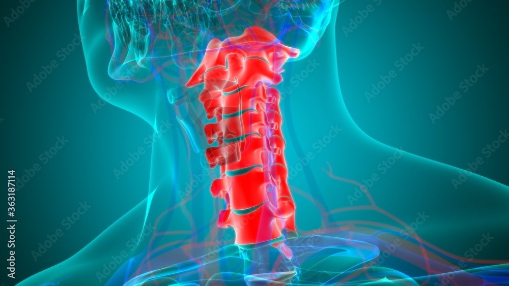 Human Skeleton Vertebral Column Cervical Vertebrae Anatomy 3D ...
