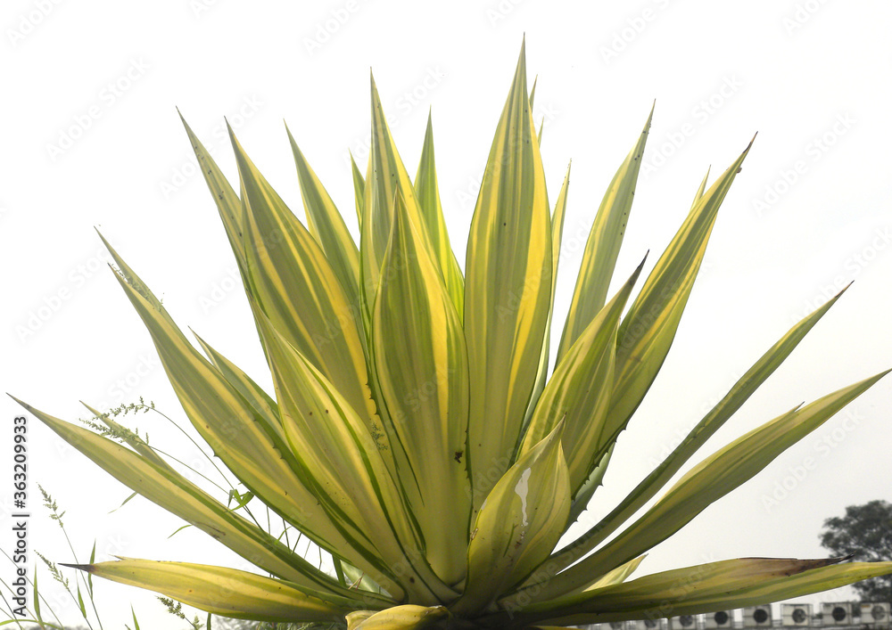 Agave plant with yellow and green leaves and sharp spikes Stock Photo ...