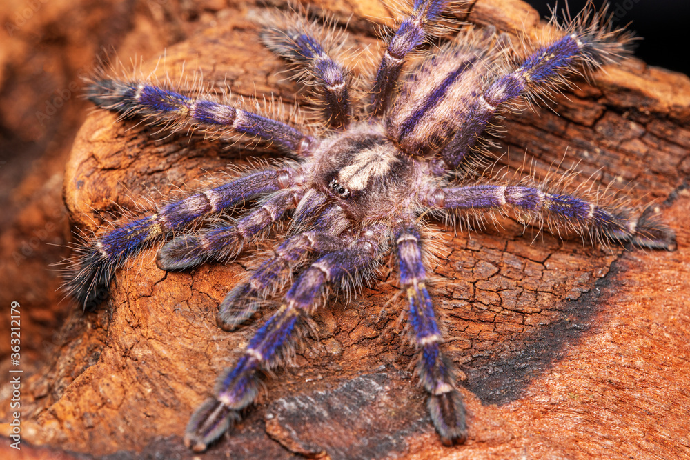 Blue spider "Poecilotheria metallica " crawling on old wood on isolated ...