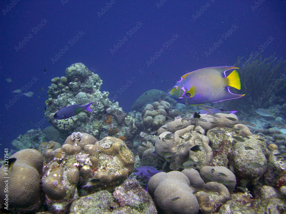 Queen Angel fish on a coral reef Stock Photo | Adobe Stock