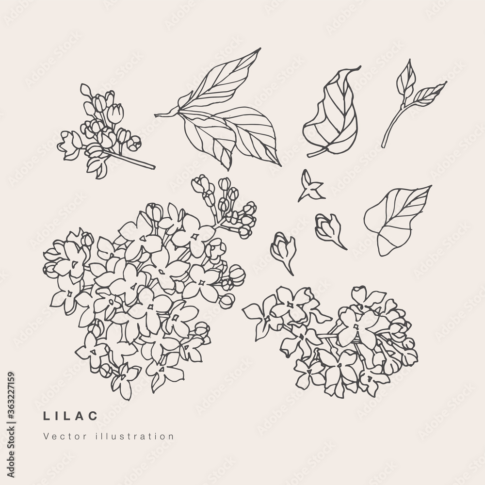 Hand draw vector lilac flowers illustration. Floral wreath. Botanical ...