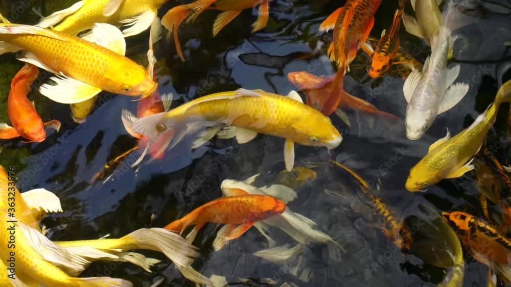Colorful Koi fish,carp fish,kohaku or Japanese Koi Kohaku Fish swimming ...