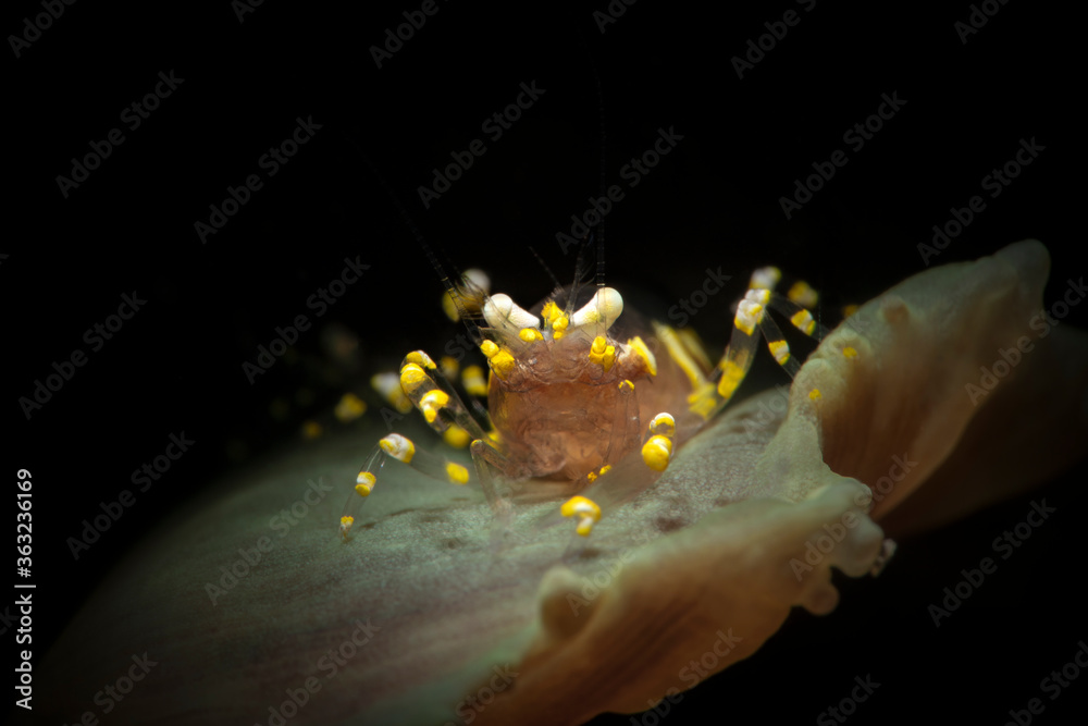 Hidden Corallimorph Shrimp (Pliopontonia furtiva). Underwater macro ...