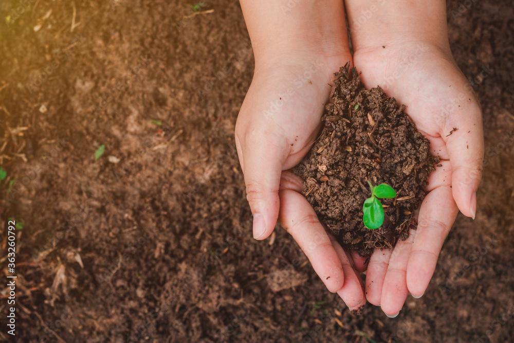 The sapling of the tree is in the hands of the young woman Seeds of ...