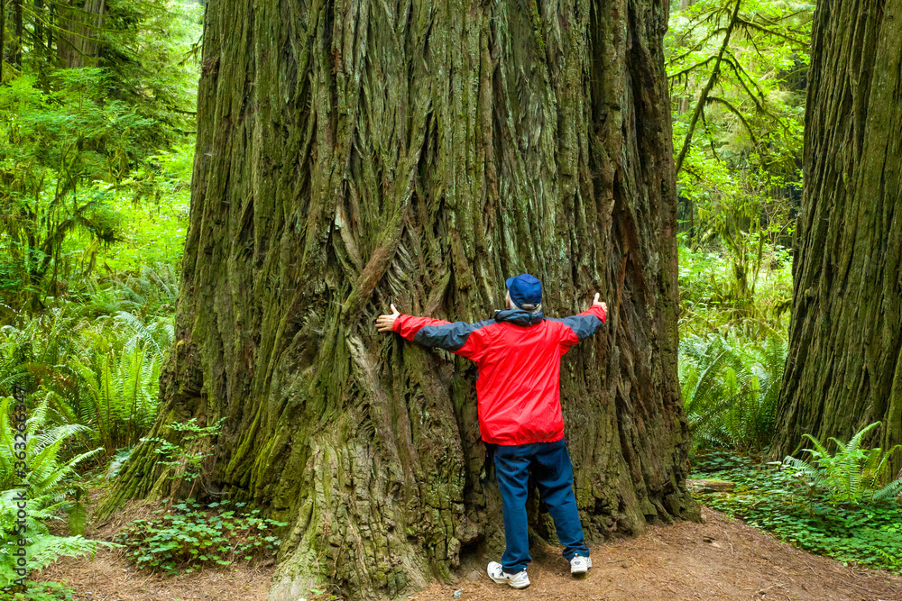 Man in red coat hugging a giant redwood tree. Redwood trees in the ...