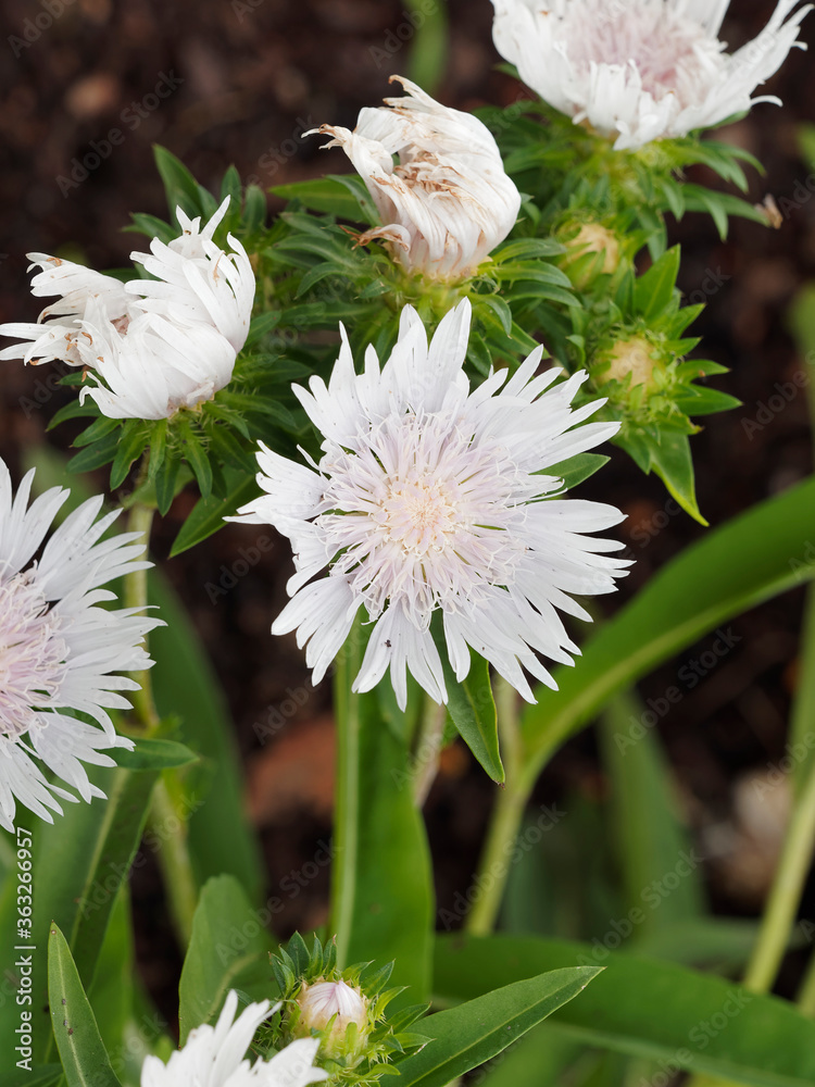 Stokesia laevis 'Alba' ou Aster de Stokes aux capitules blanc autour d ...