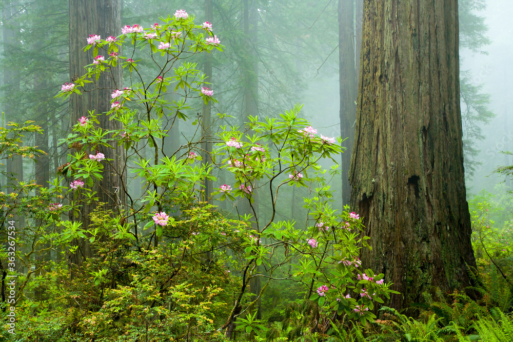 Redwood trees and wild rhododendron flowers in the Redwood National and ...