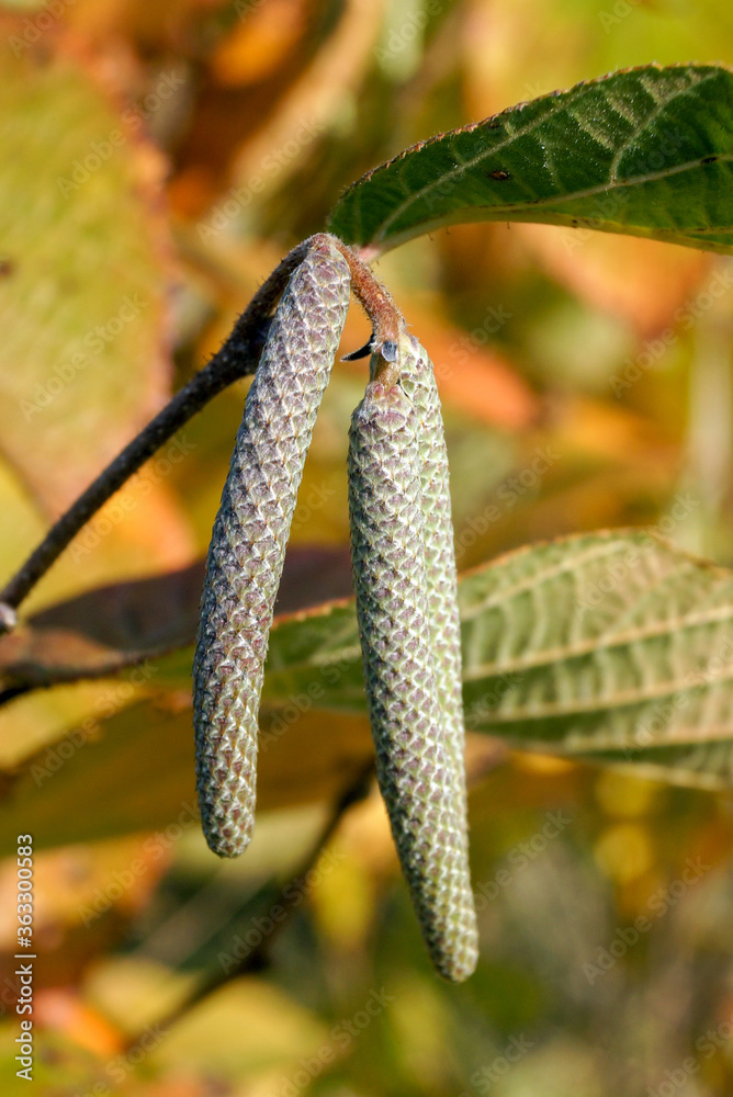 The catkins of deciduous shrub American filbert (Corylus americana ...