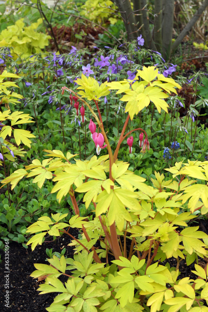 Vertical image of the foliage and flowers of 'Gold Heart' bleeding ...