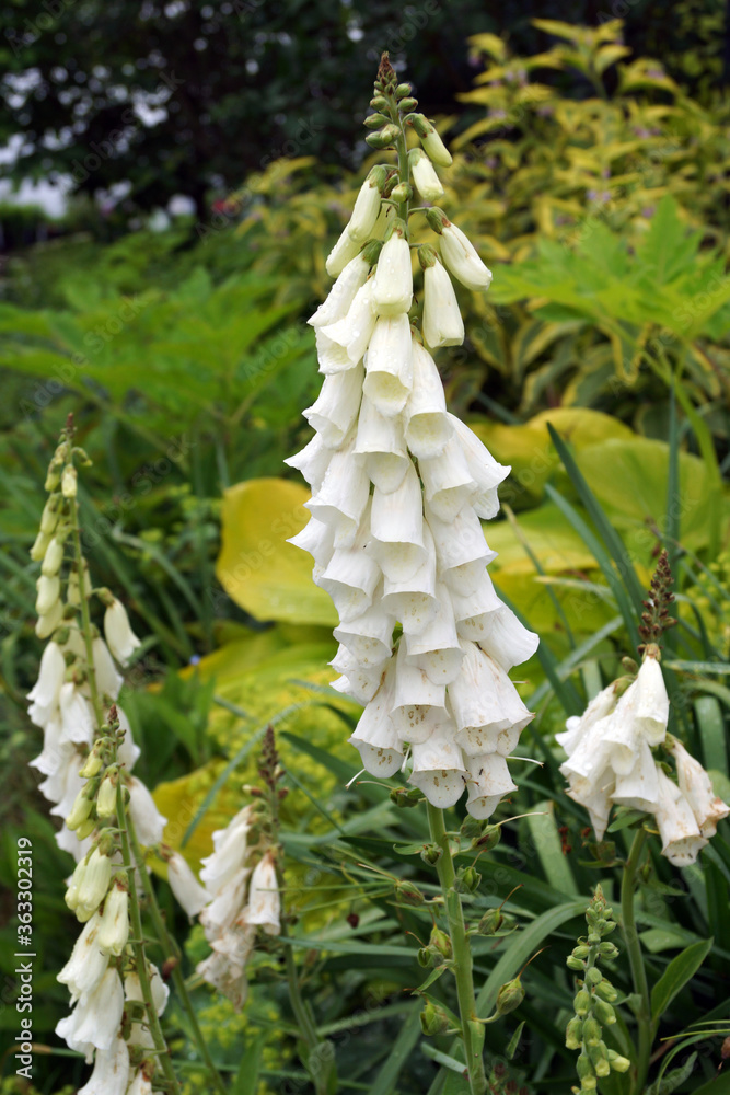 Vertical image of the white-flowered form of common foxglove (Digitalis ...
