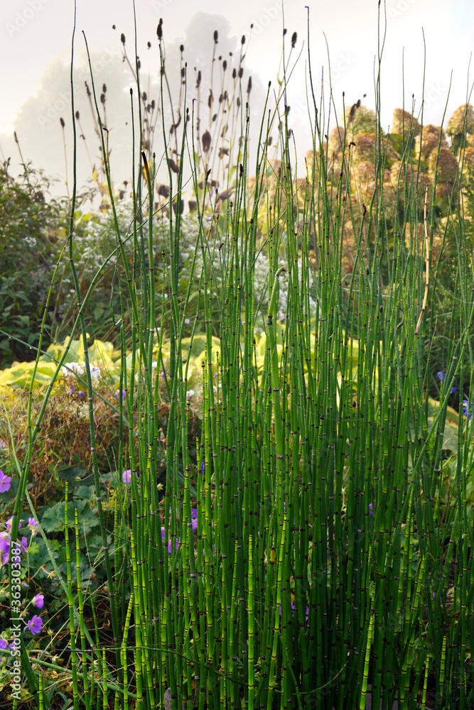 The green stems of rough horsetail (Equisetum hyemale), also known as ...