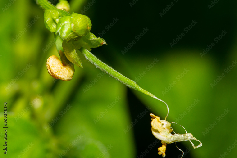 macro lens image of the flower of a legume, phaseolus vulgaris (common ...